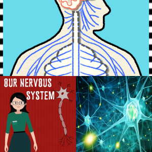 Practice: The Nervous System - Free Games and Assessments - Legends of Learning